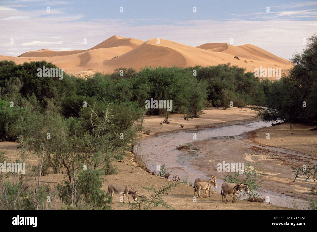 Kuiseb River on a rare day when it flows showing donkeys arriving to ...