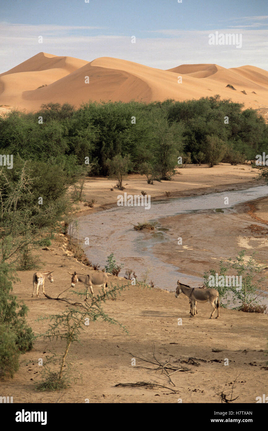 Kuiseb River on a rare day when it flows showing donkeys arriving to ...
