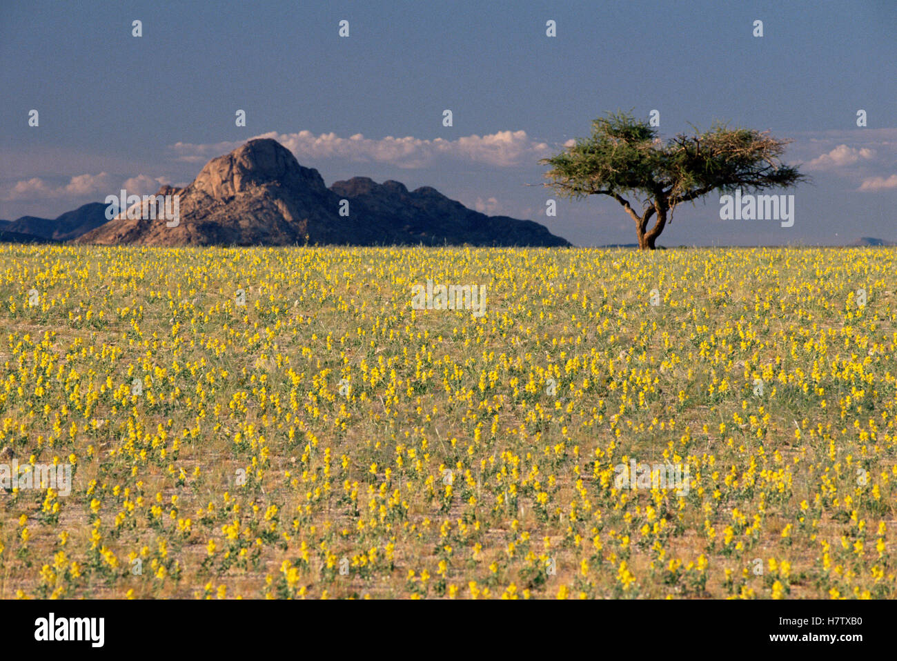 Gravel plains after spring rains, Namib Desert, Namibia. Sequence 2 of ...