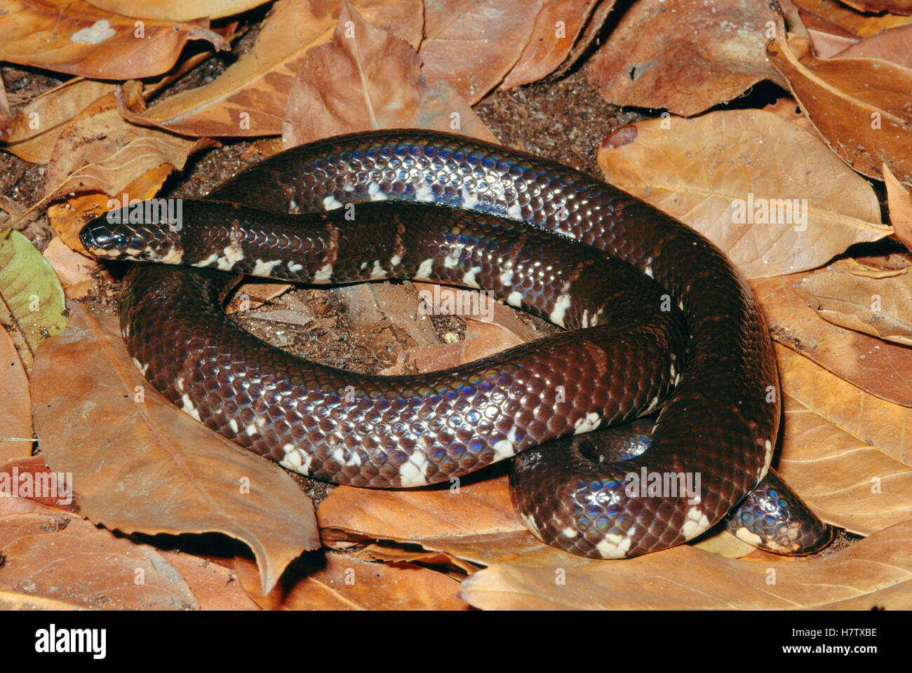 Red-tailed Pipe Snake (Cylindrophis rufus) in leaf litter, Asia Stock ...