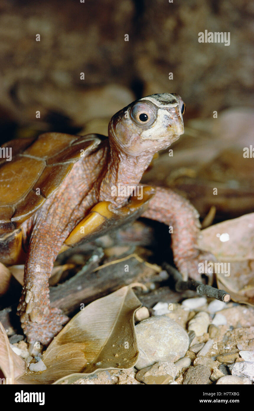 Black-breasted Leaf Turtle (Geoemyda spengleri) in leaf litter, Vietnam ...