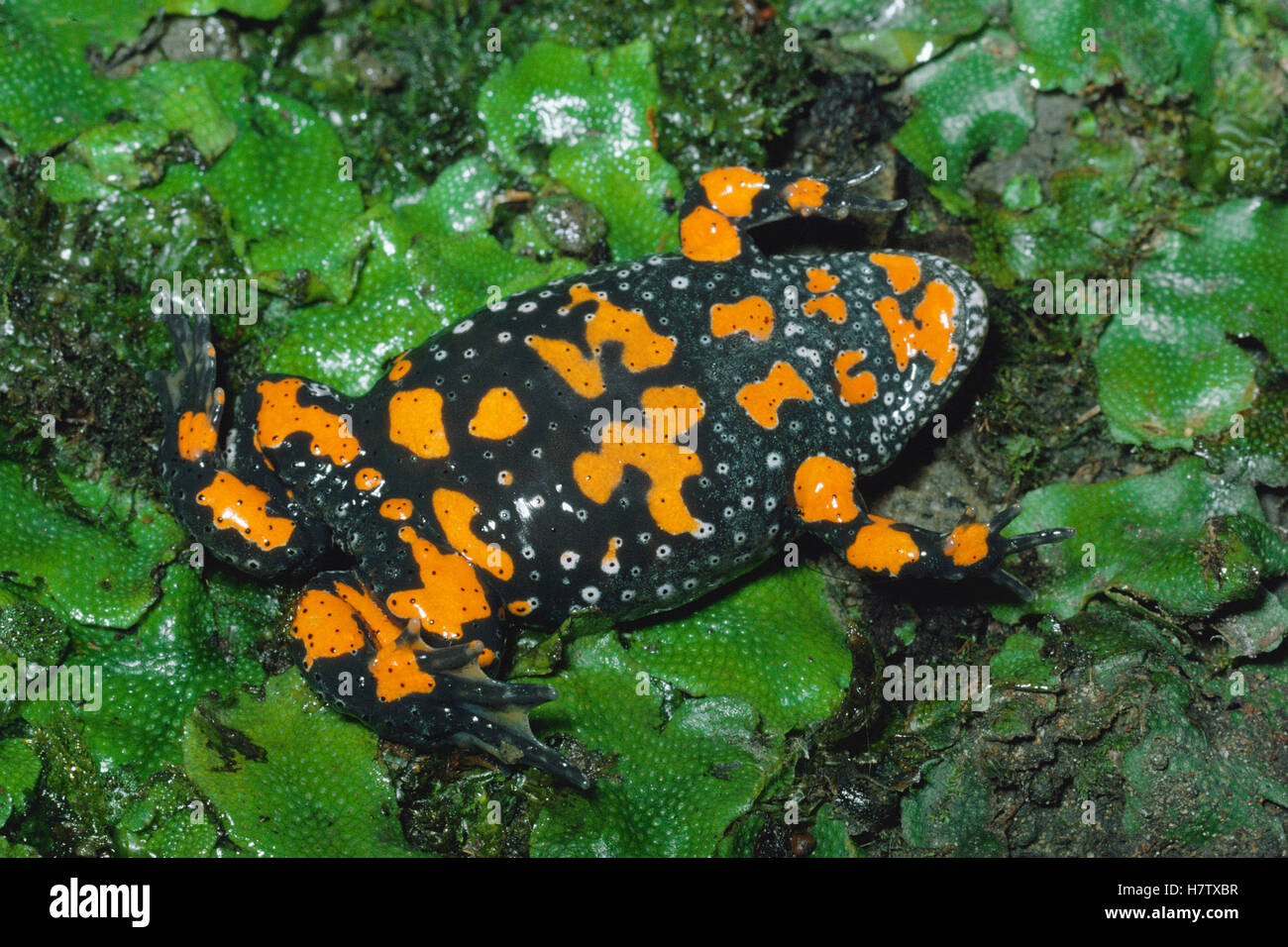 Oriental Fire-bellied Toad (Bombina orientalis) underside showing ...