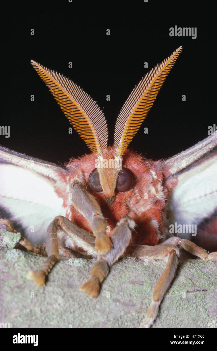 Atlas Moth (Attacus atlas) showing large antennae, southeast Asia Stock ...