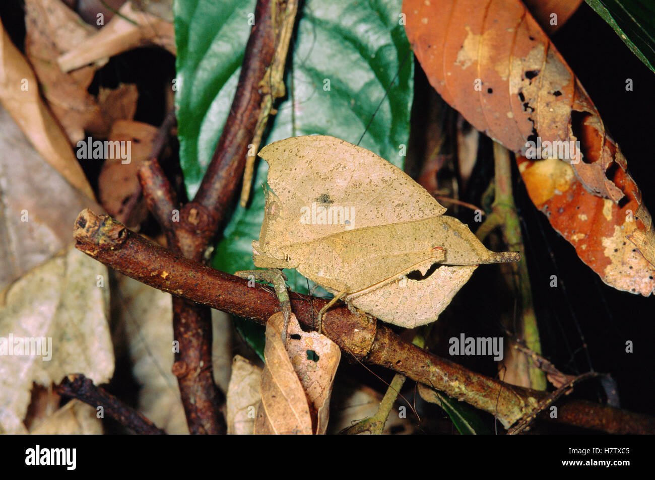 Grasshopper (Acrididae) camouflaged as leaf, Danum Valley, Sabah ...