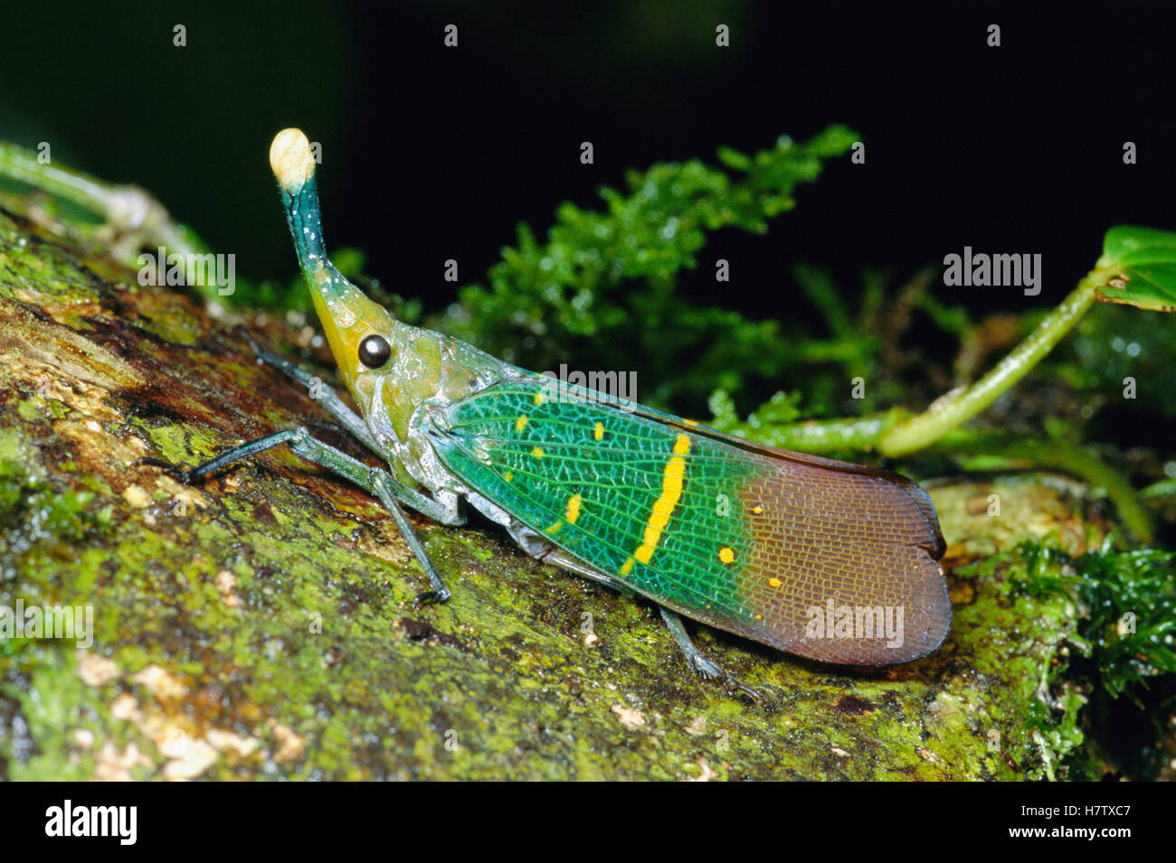 Lantern Bug (Fulgora lampestris), Danum Valley, Sabah, Borneo, Malaysia ...