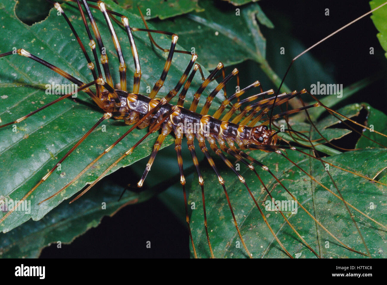 Centipede, Danum Valley, Sabah, Borneo, Malaysia Stock Photo - Alamy