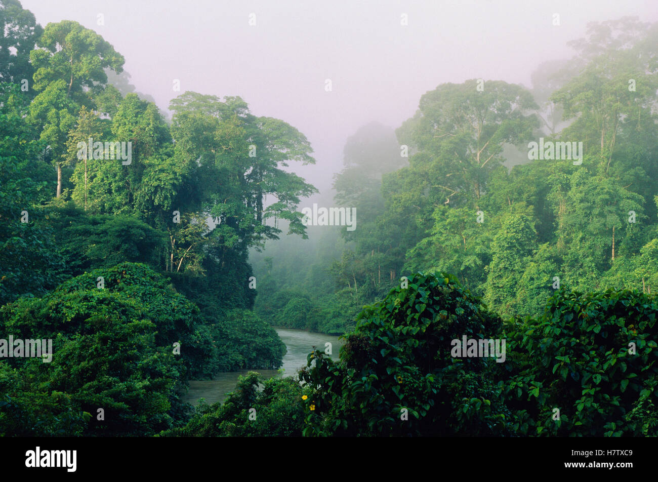 Segama River flowing through rainforest, Danum Valley, Sabah, Borneo ...