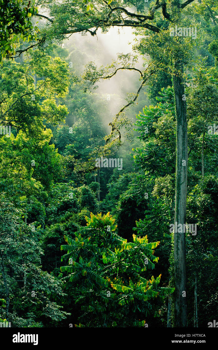 Rainforest clearing with mist in canopy, Danum Valley, Sabah, Borneo ...
