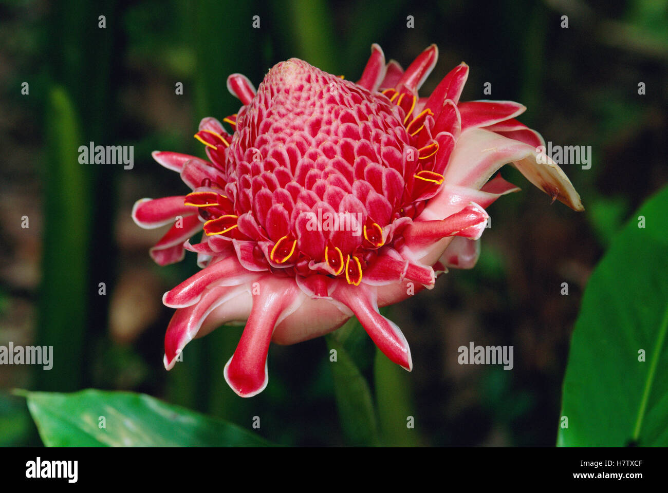 Torch Ginger (Etlingera elatior) flower, Asia Stock Photo - Alamy