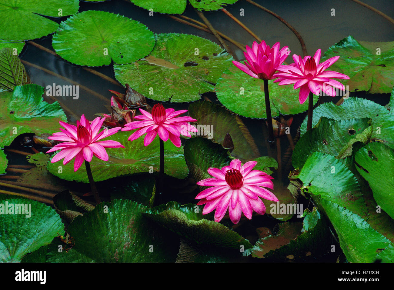 Water Lily (Nymphaea candida) flowers, Danum Valley, Sabah, Borneo ...