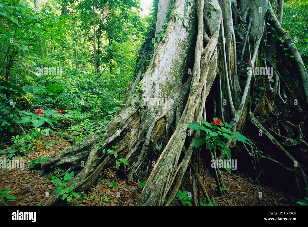 Giant Strangler Fig (Ficus aurea) base of trunk, Tangkoko Batuangus ...