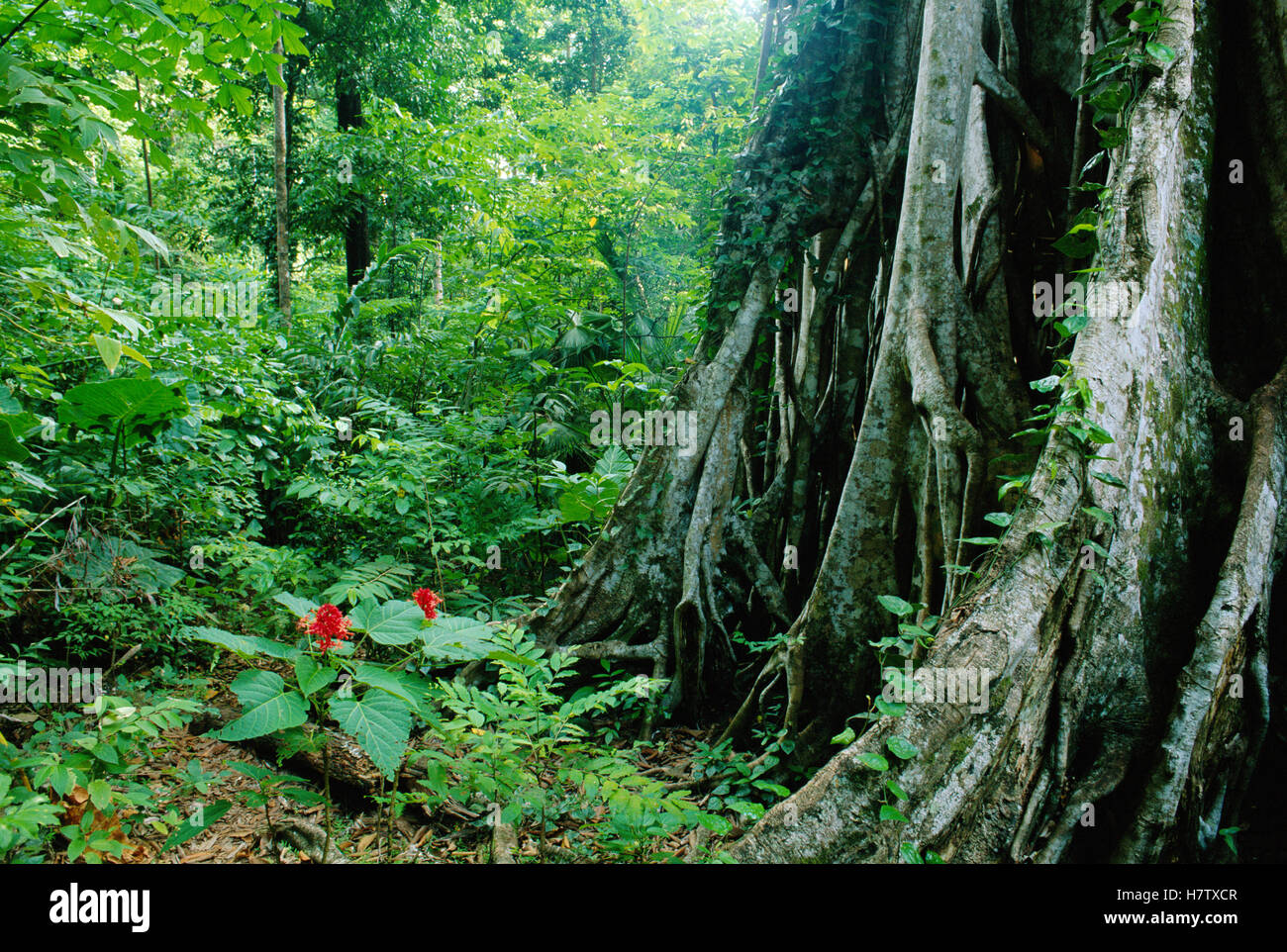 Giant Strangler Fig (Ficus aurea) base of trunk, Tangkoko Batuangus ...