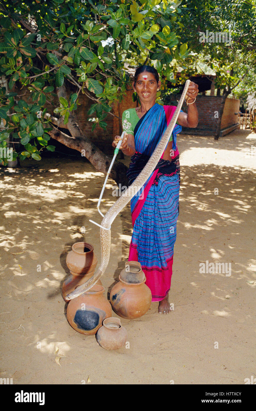 Irula Tribe member and professional snake catcher for venom extraction ...