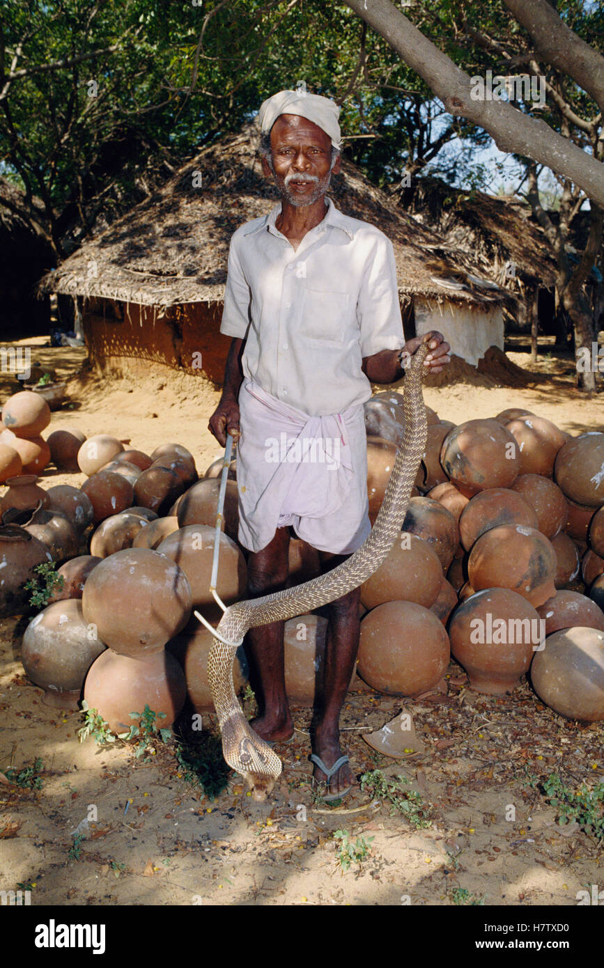 Irula Tribe member and professional snake catcher for venom extraction ...