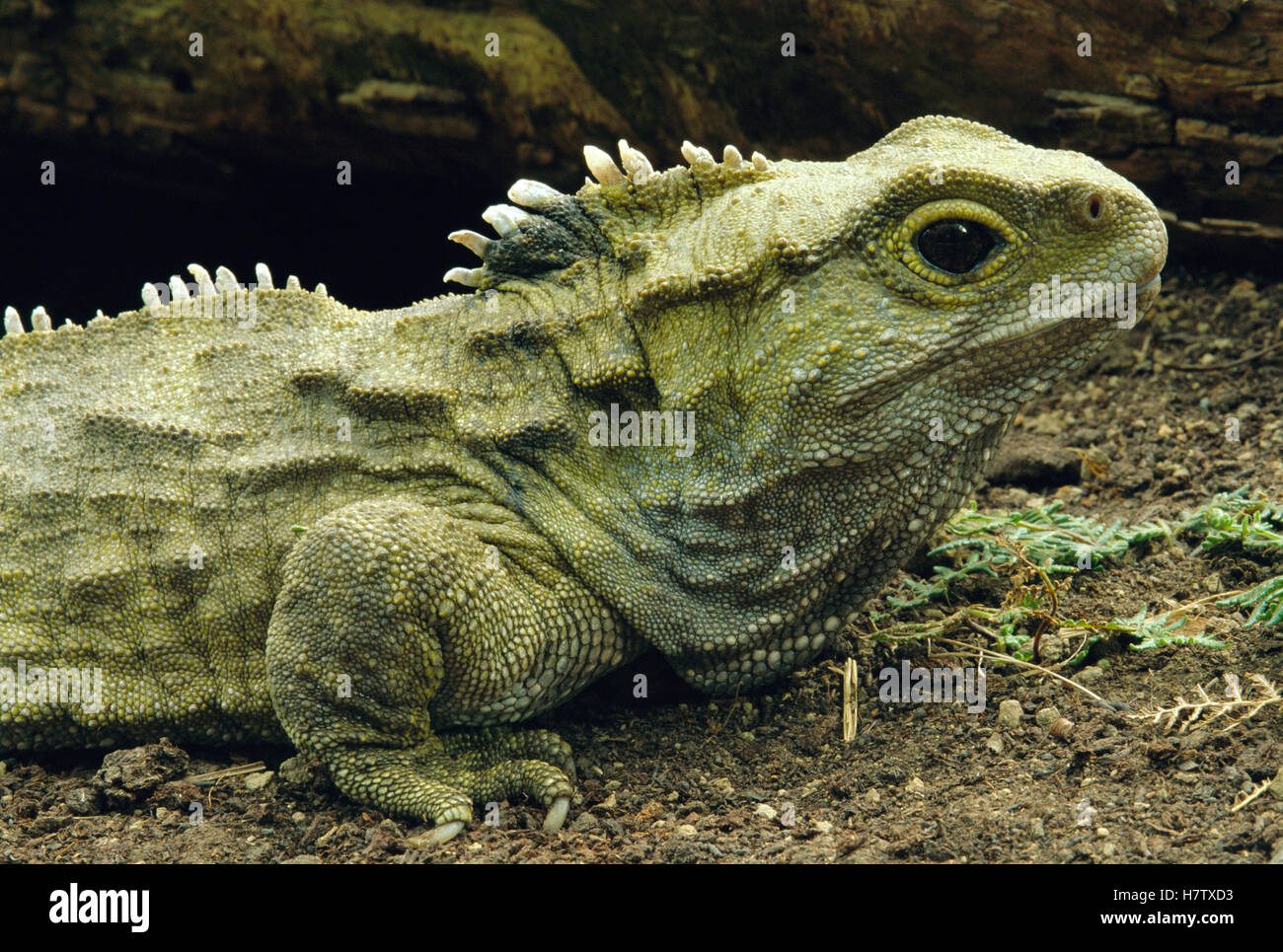 Tuatara (Sphenodon punctatus) portrait, the only surviving species of ...