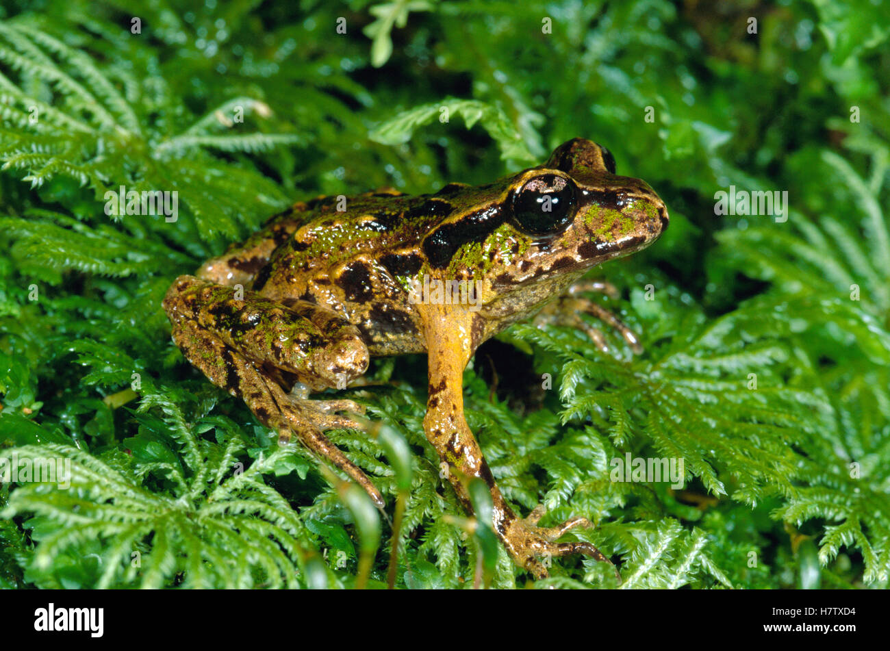 Archey's Frog (Leiopelma archeyi), Coromandel Peninsula, New Zealand Stock Photo - Alamy