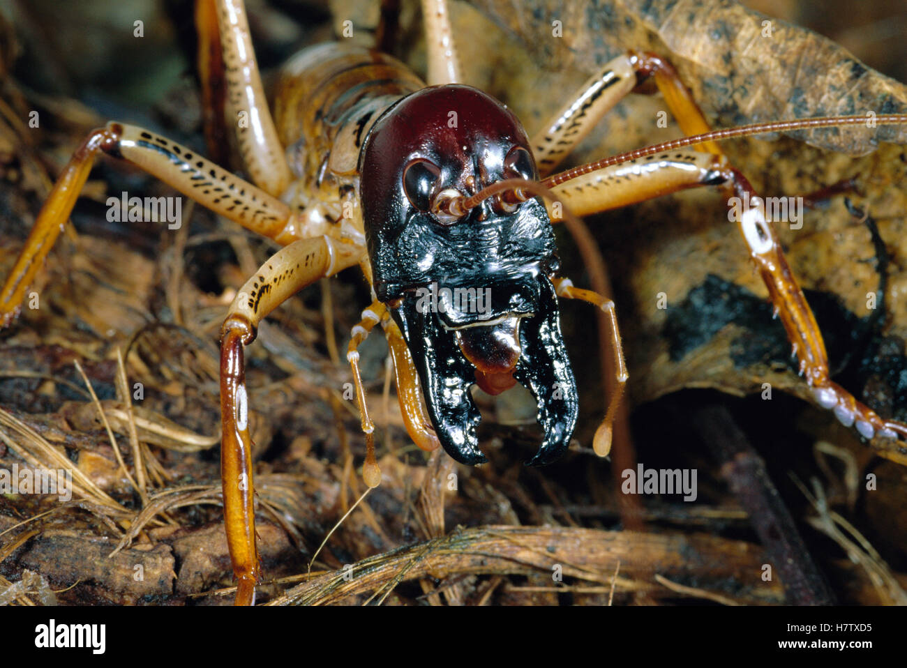 Auckland Tree Weta (Hemideina thoracica), Tiritiri Matangi Island, New ...