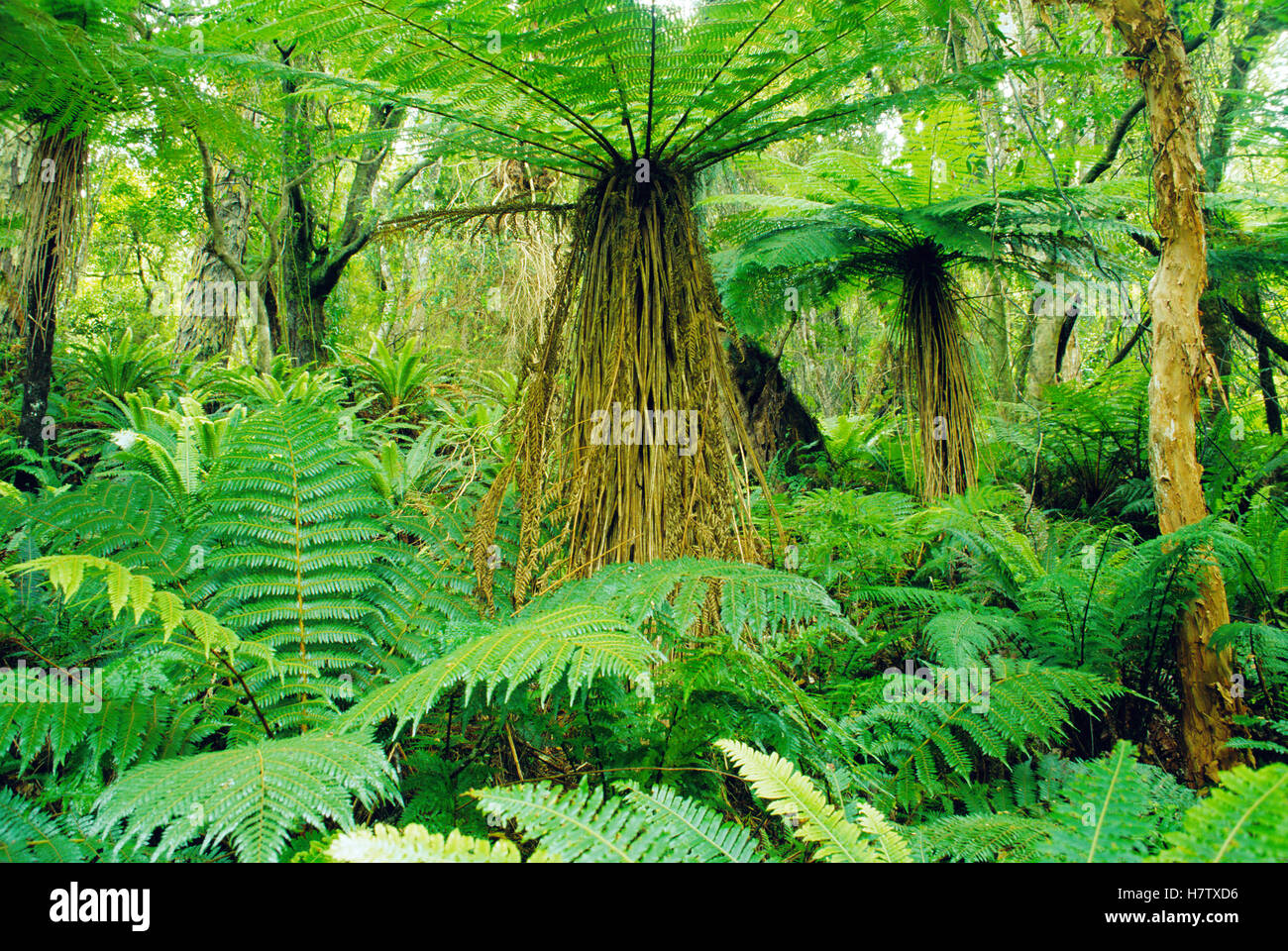 Tree Fern (Dicksonia sp) and ground cover of Crown Ferns (Blechnum ...
