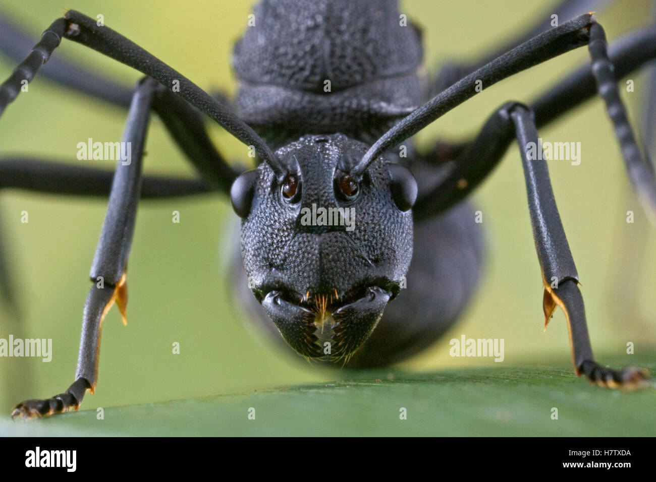 Spiny Ant (Polyrhachis armata), newly mated queen, Virachey National ...
