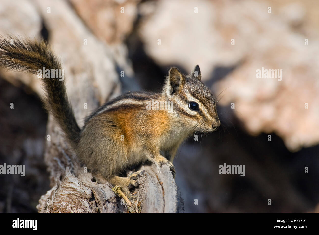 Townsend's Chipmunk (Eutamias townsendii), Mount Rainier National Park ...