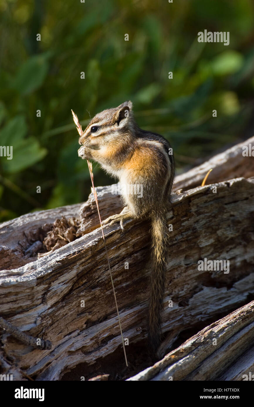Townsend's Chipmunk (Eutamias townsendii) feeding on grass seeds, Mount ...