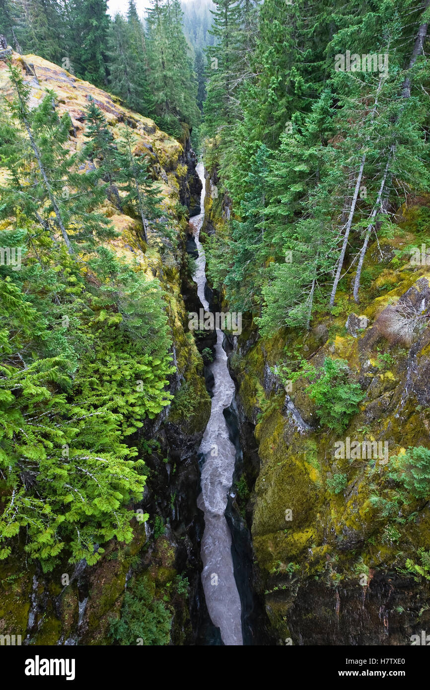 Box Canyon with flowing stream, Mount Rainier National Park, Washington ...