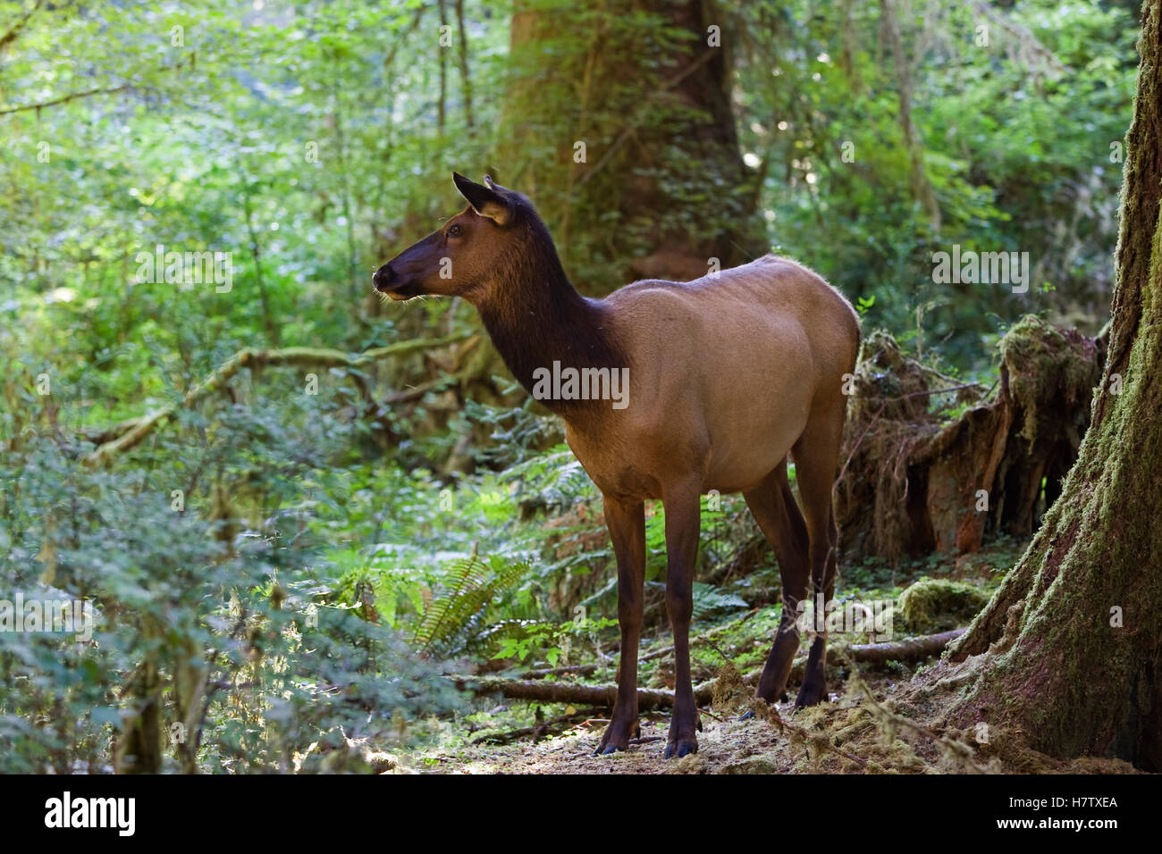 Roosevelt Elk (Cervus elaphus rooseveltii) female, Hoh Rainforest ...