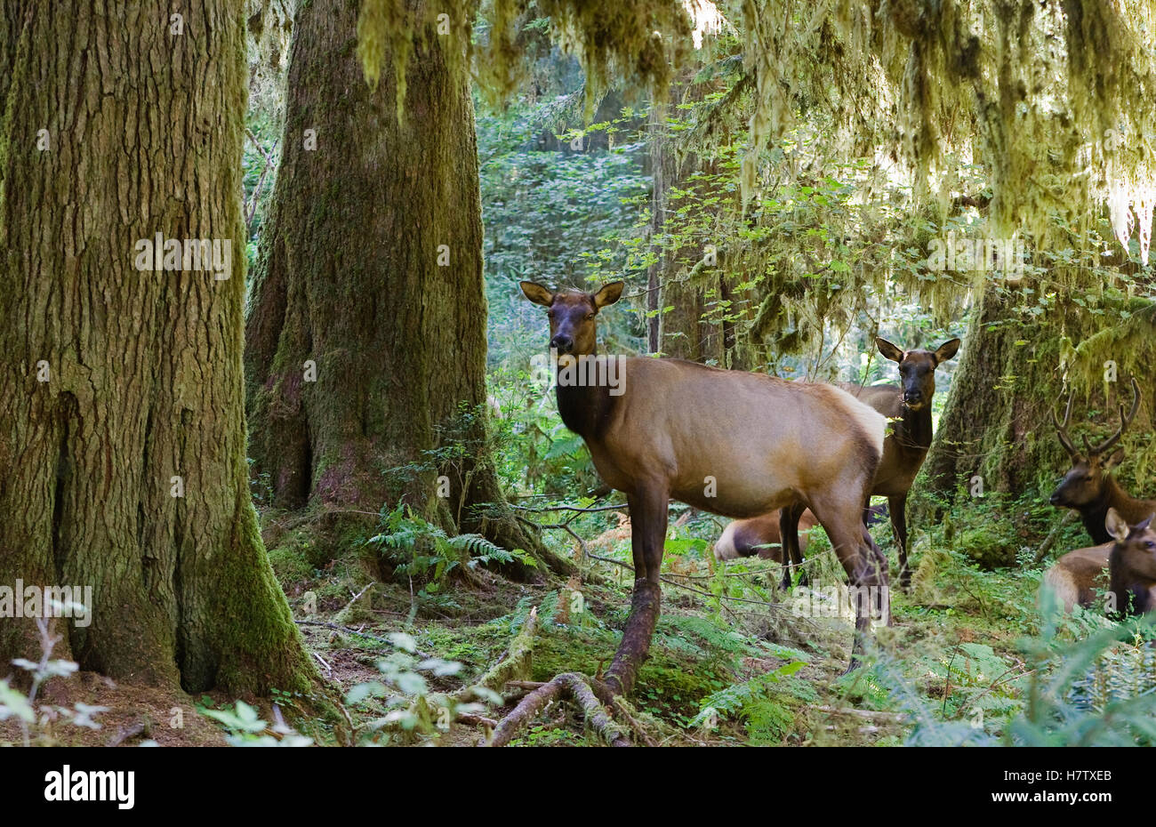 Roosevelt Elk (Cervus elaphus rooseveltii) females, Hoh Rainforest ...