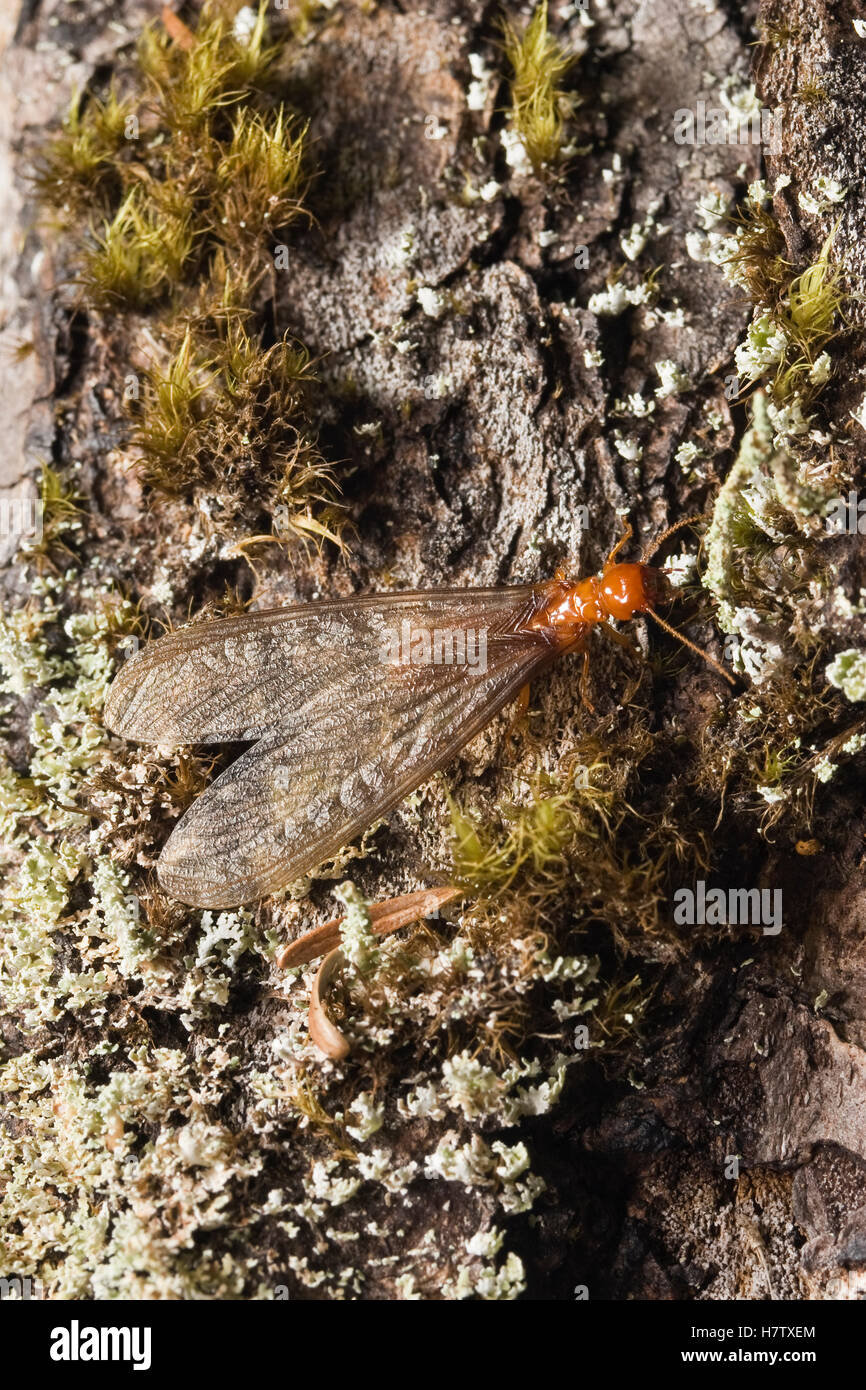 Termite with wings in reproductive stage, Olympic National Park ...