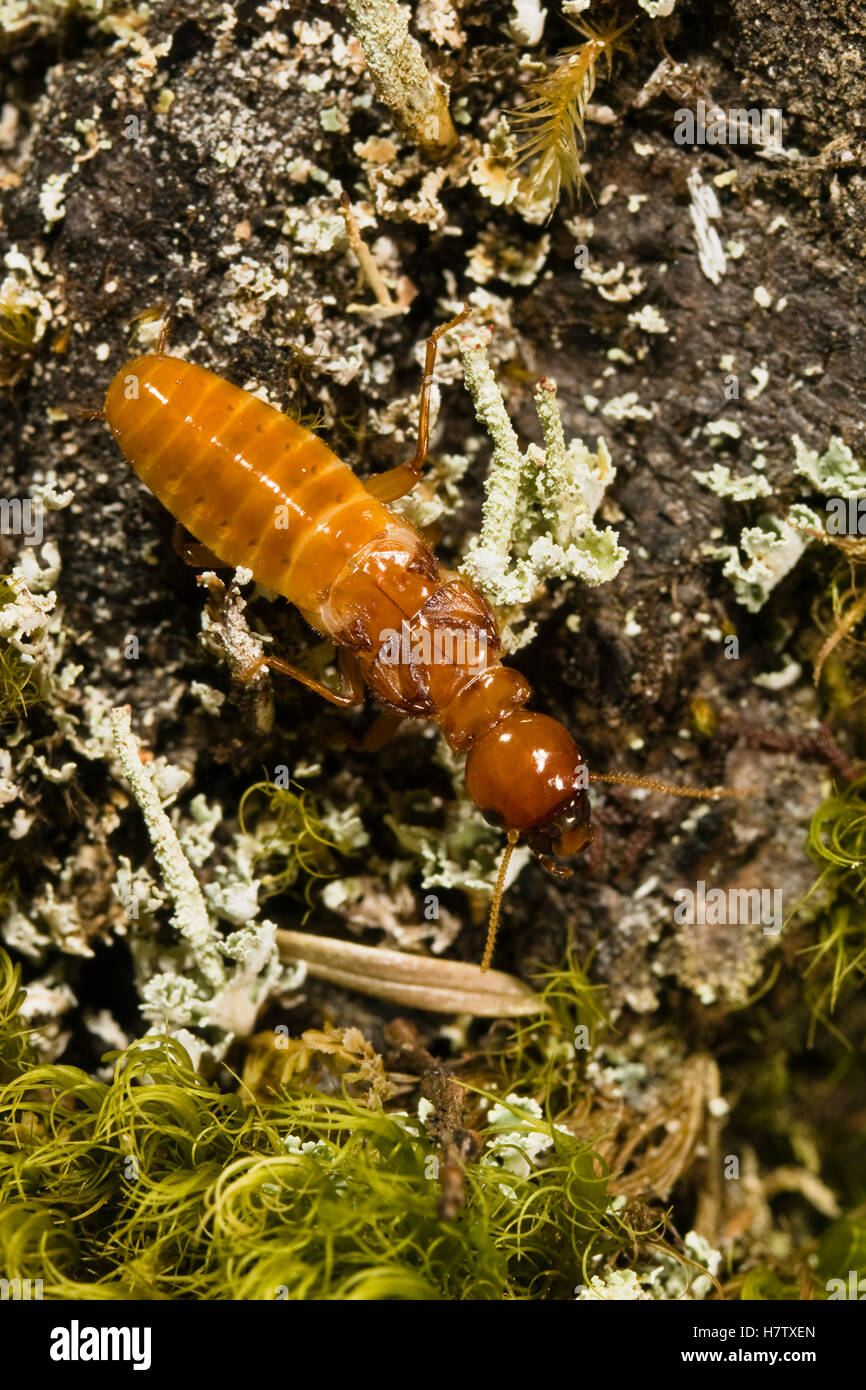 Termite without wings, Olympic National Park, Washington Stock Photo ...