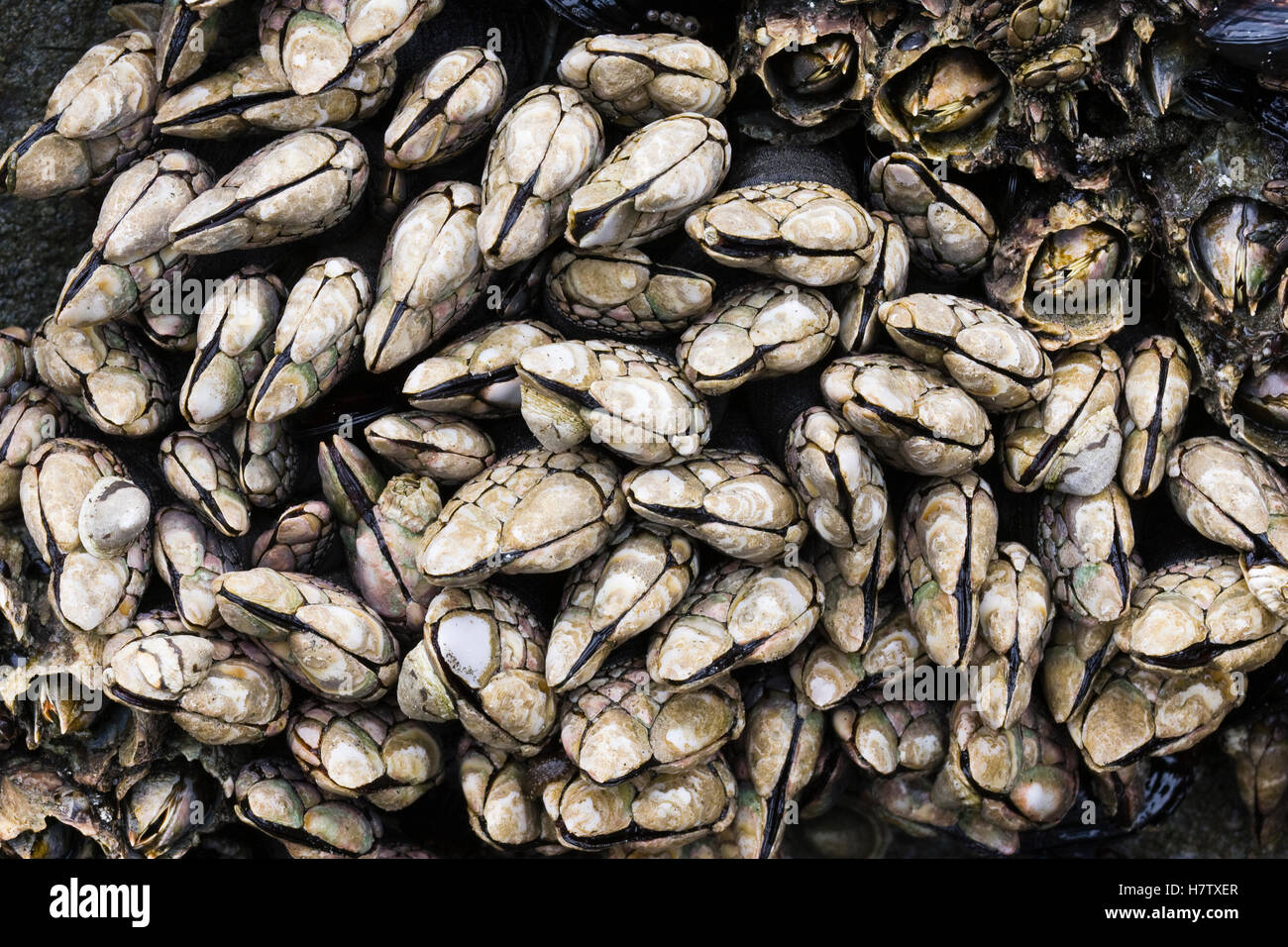 Goose Barnacle (Lepas anserifera) group, Olympic Peninsula, Washington ...
