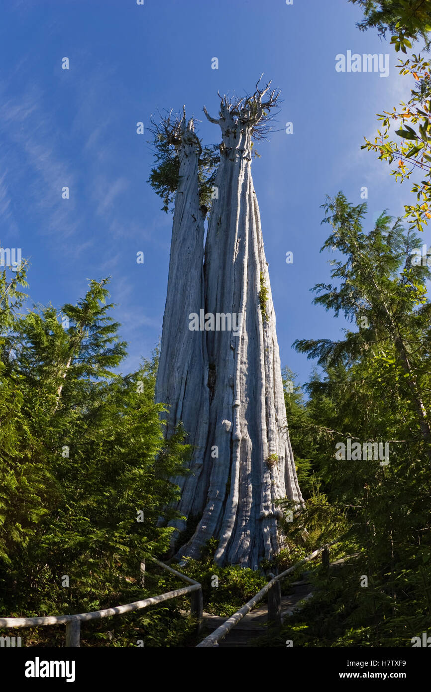 Western Red Cedar (Thuja plicata) tree, largest specimen in the world ...