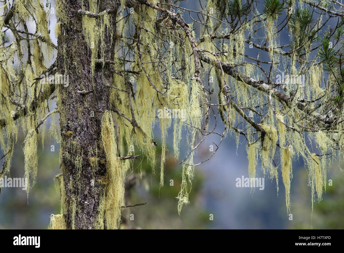 Pine (Pinus sp) trees covered with bearded lichens, Mitkof Island ...