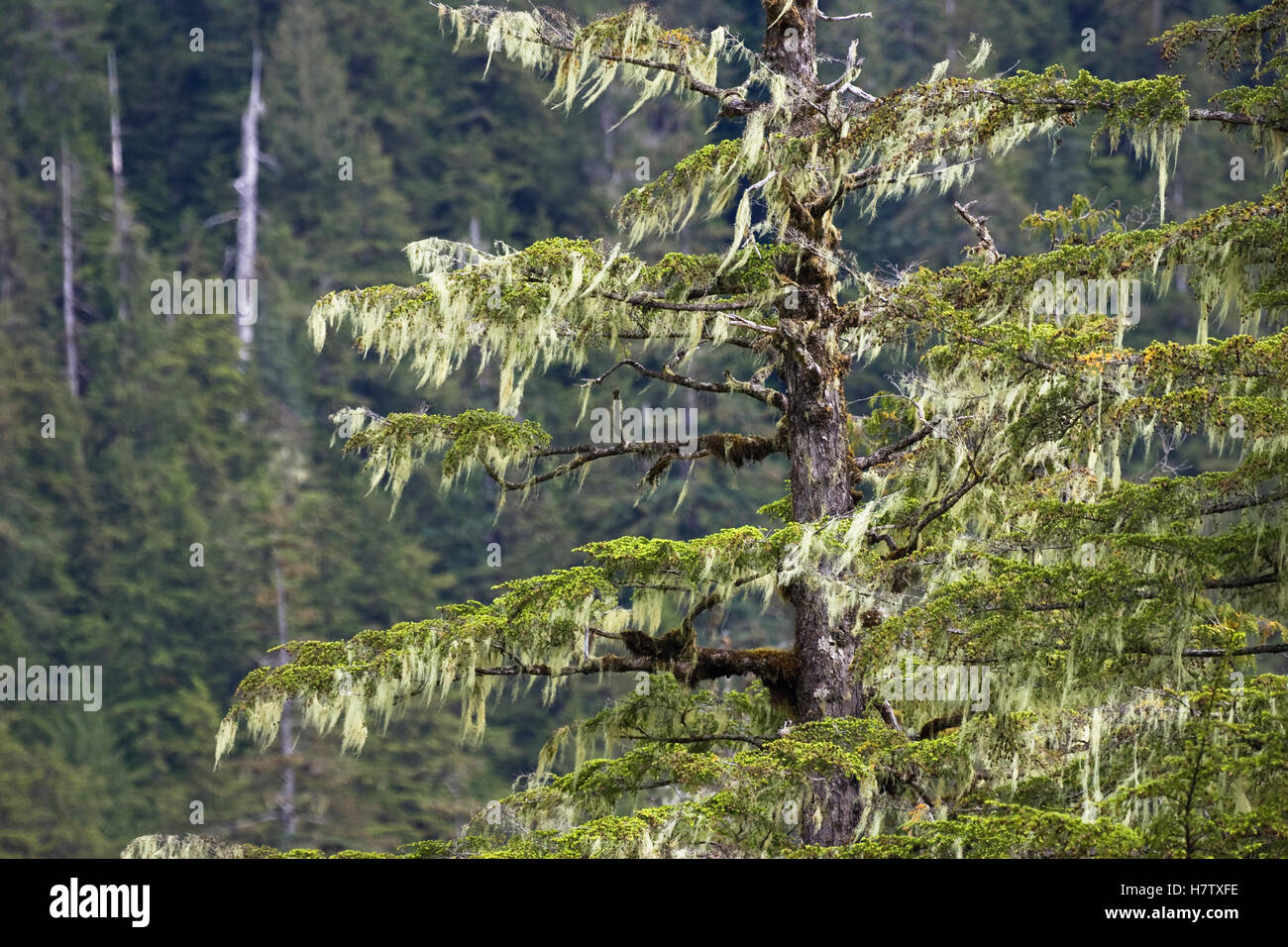 Spruce (Picea sp) covered with bearded lichens, Mitkof Island ...