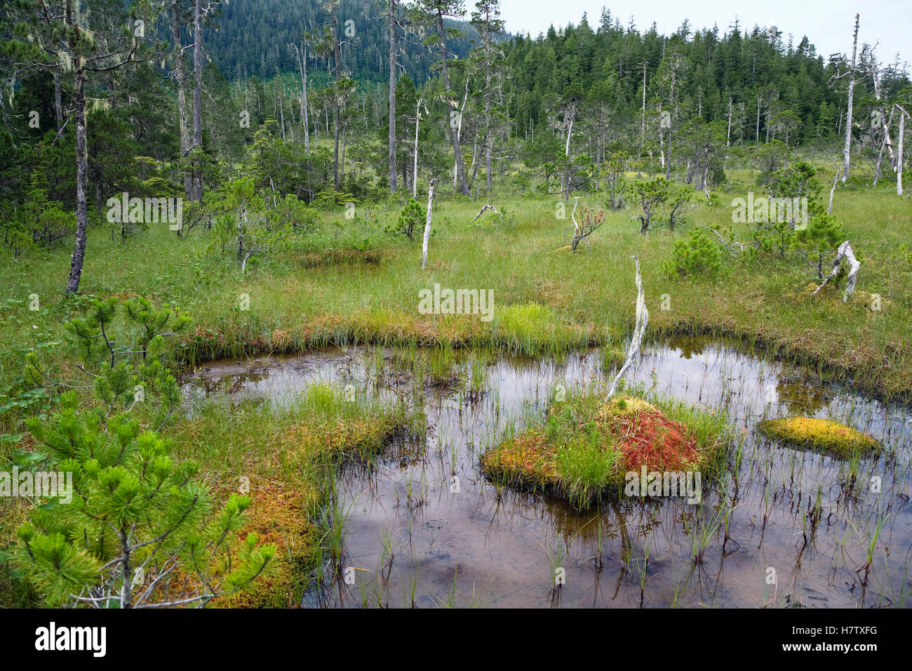 Muskeg bog with ponds, Mitkof Island, southeast Alaska Stock Photo - Alamy