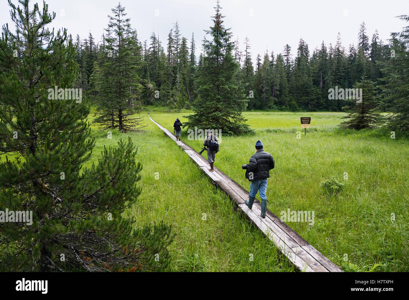 Tourists walking on boardwalk over muskeg bog, Tongass National Forest ...