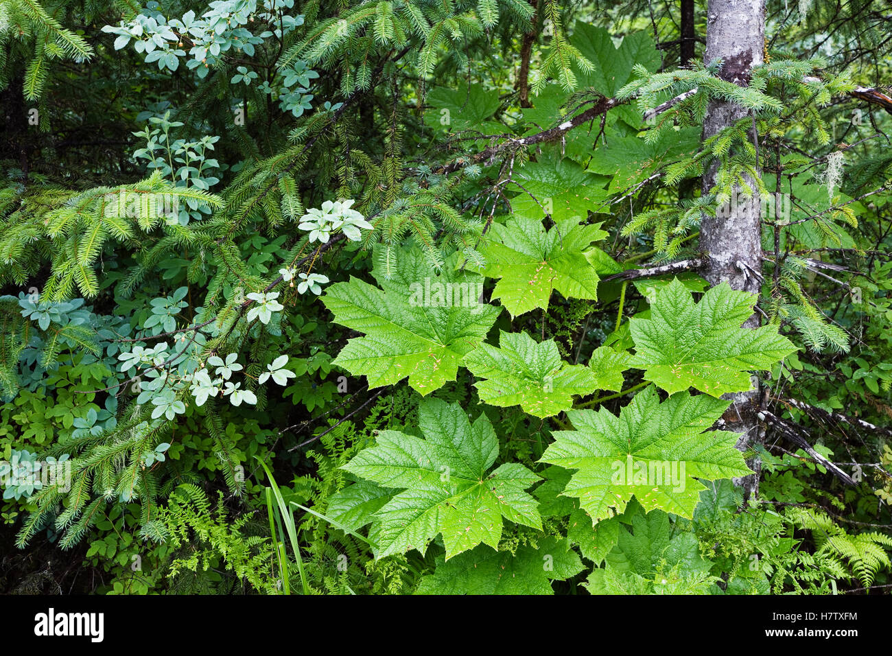 Devil's Club (Oplopanax horridus) leaves, Mitkof Island, southeast ...