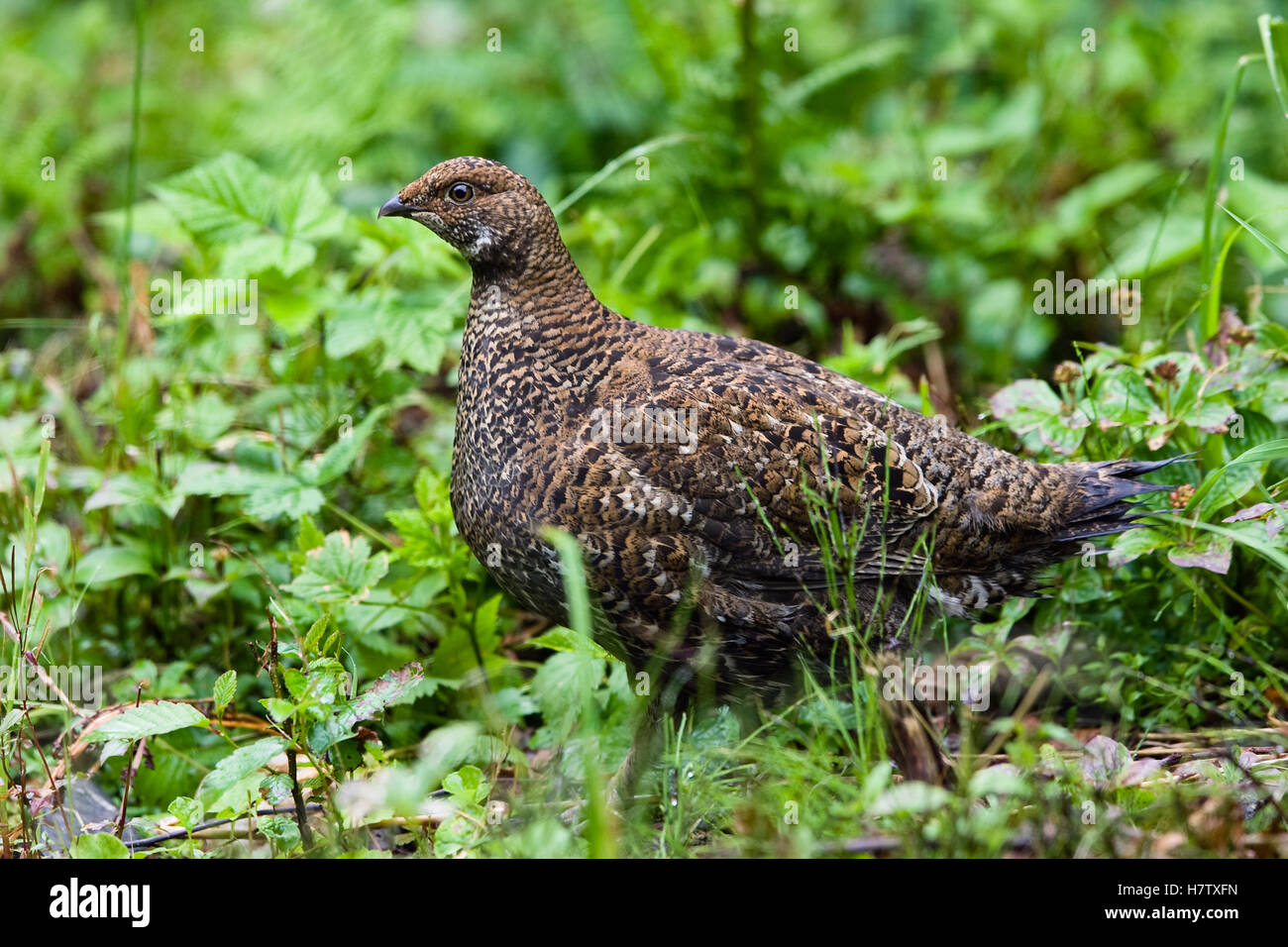 Spruce Grouse (Falcipennis canadensis franklinii) female, Mitkof Island ...