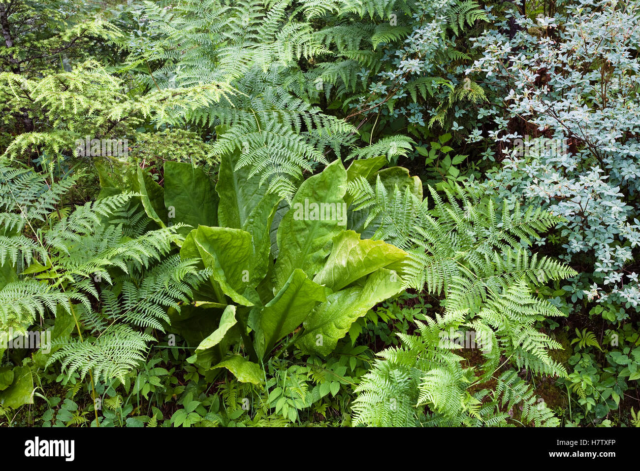 Leaf diversity in temperate rainforest understory, Mitkof Island, southeast Alaska Stock Photo ...
