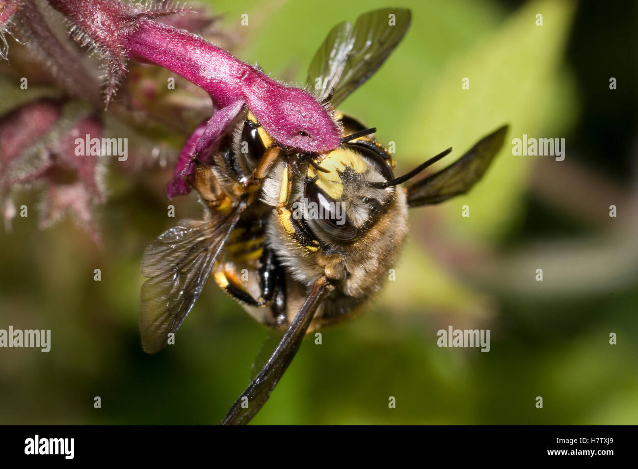 Mason Bee (Anthidium punctatum) pair mating, Belgium Stock Photo - Alamy