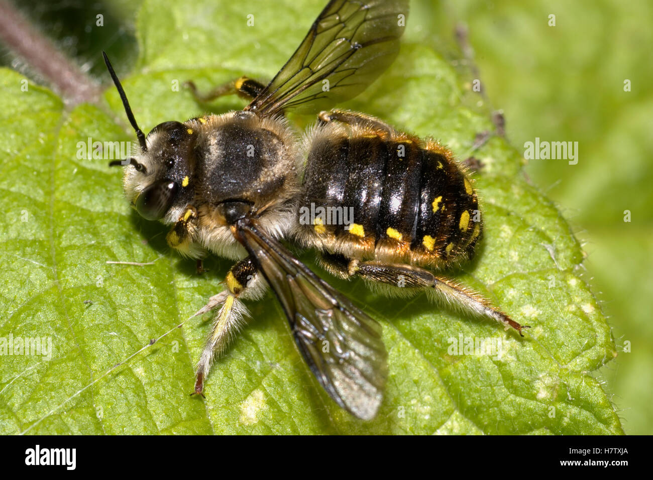 Mason Bee (Anthidium punctatum), Belgium Stock Photo - Alamy