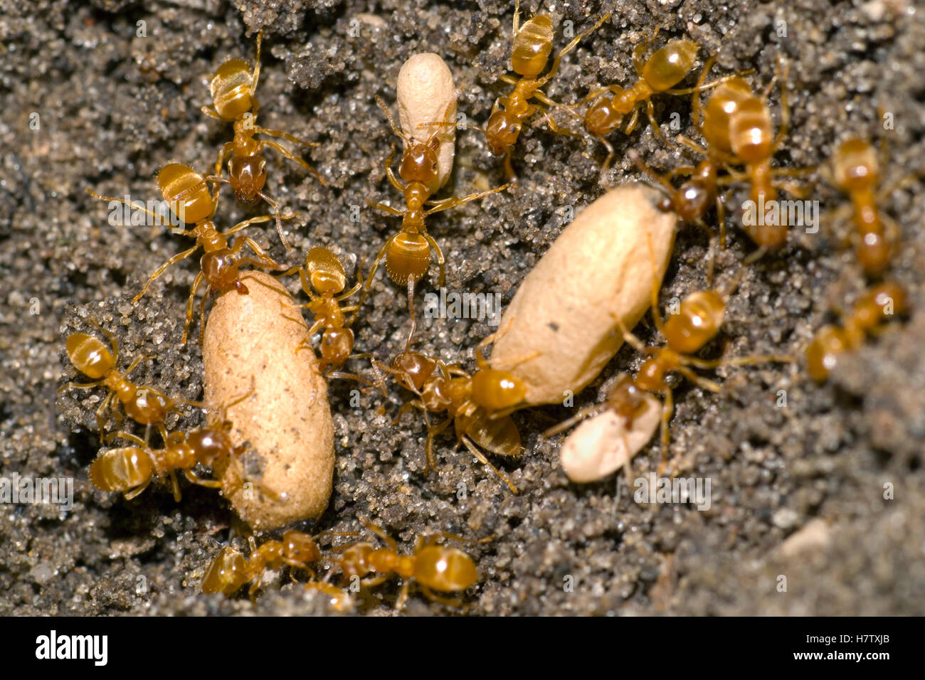 Yellow Turf Ant (Lasius flavus) group with pupae, Belgium Stock Photo ...