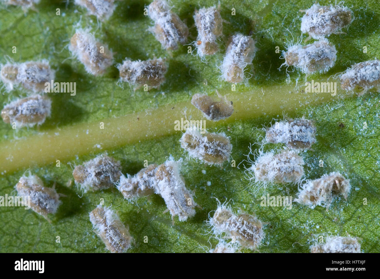 Bay Sucker (Trioza alacris) larvae, Belgium Stock Photo - Alamy