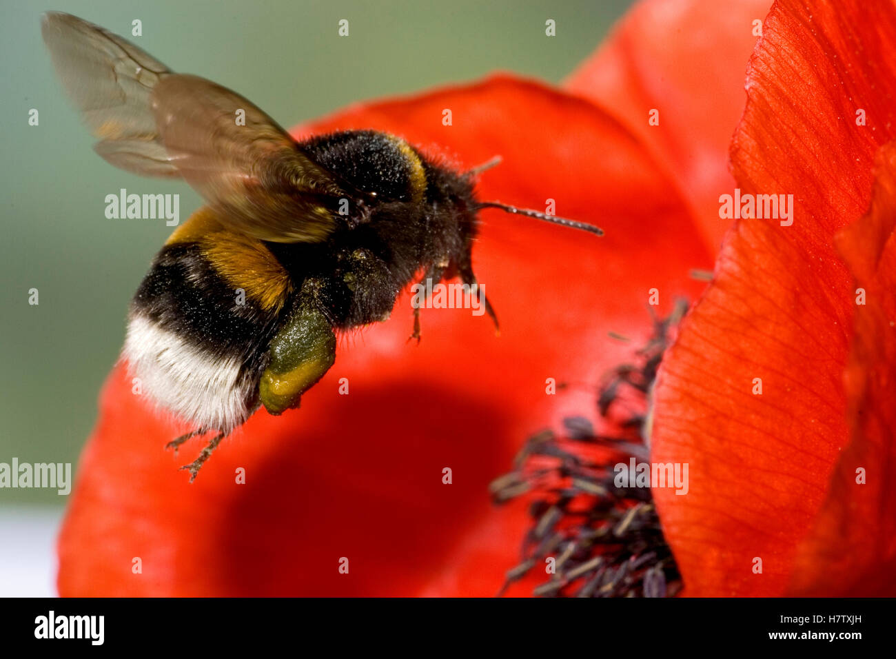 Buff-tailed Bumblebee (Bombus terrestris) foraging, Belgium Stock Photo ...