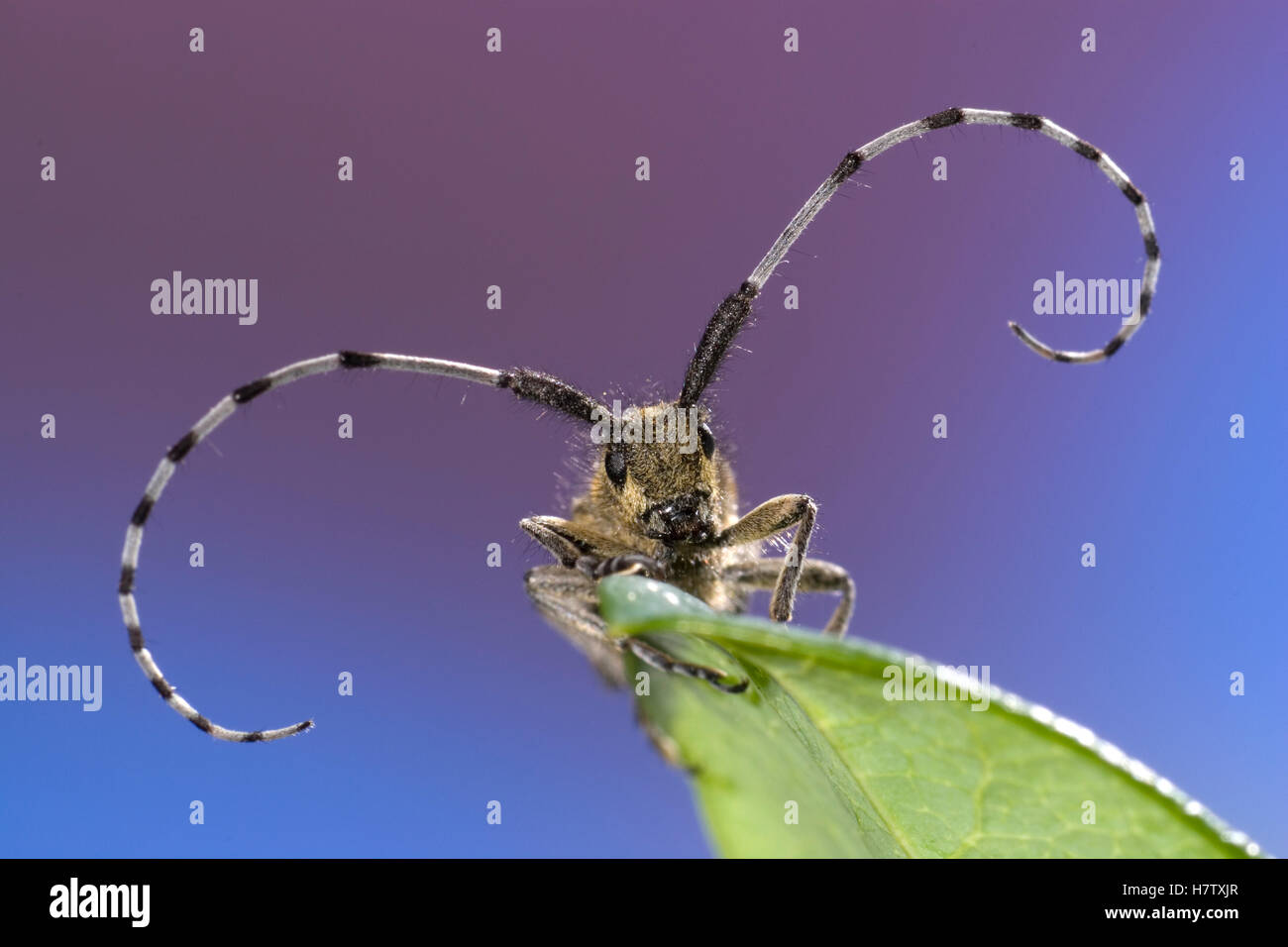 Golden-bloomed Grey Longhorn (Agapanthia villosoviridescens) sitting on ...