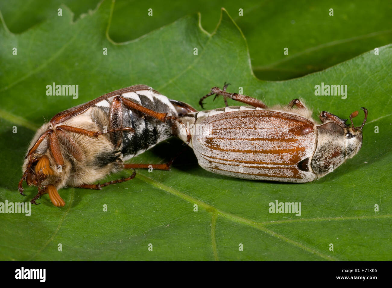 Common Cockchafer (Melolontha melolontha) pair mating, Belgium Stock ...