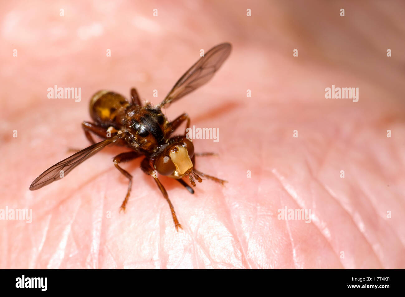 Thick-headed Fly (Sicus ferrugineus) on human skin, Belgium Stock Photo ...
