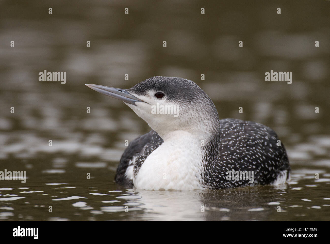 Red-throated Loon (Gavia stellata) in winter plumage, Lauwersoog ...