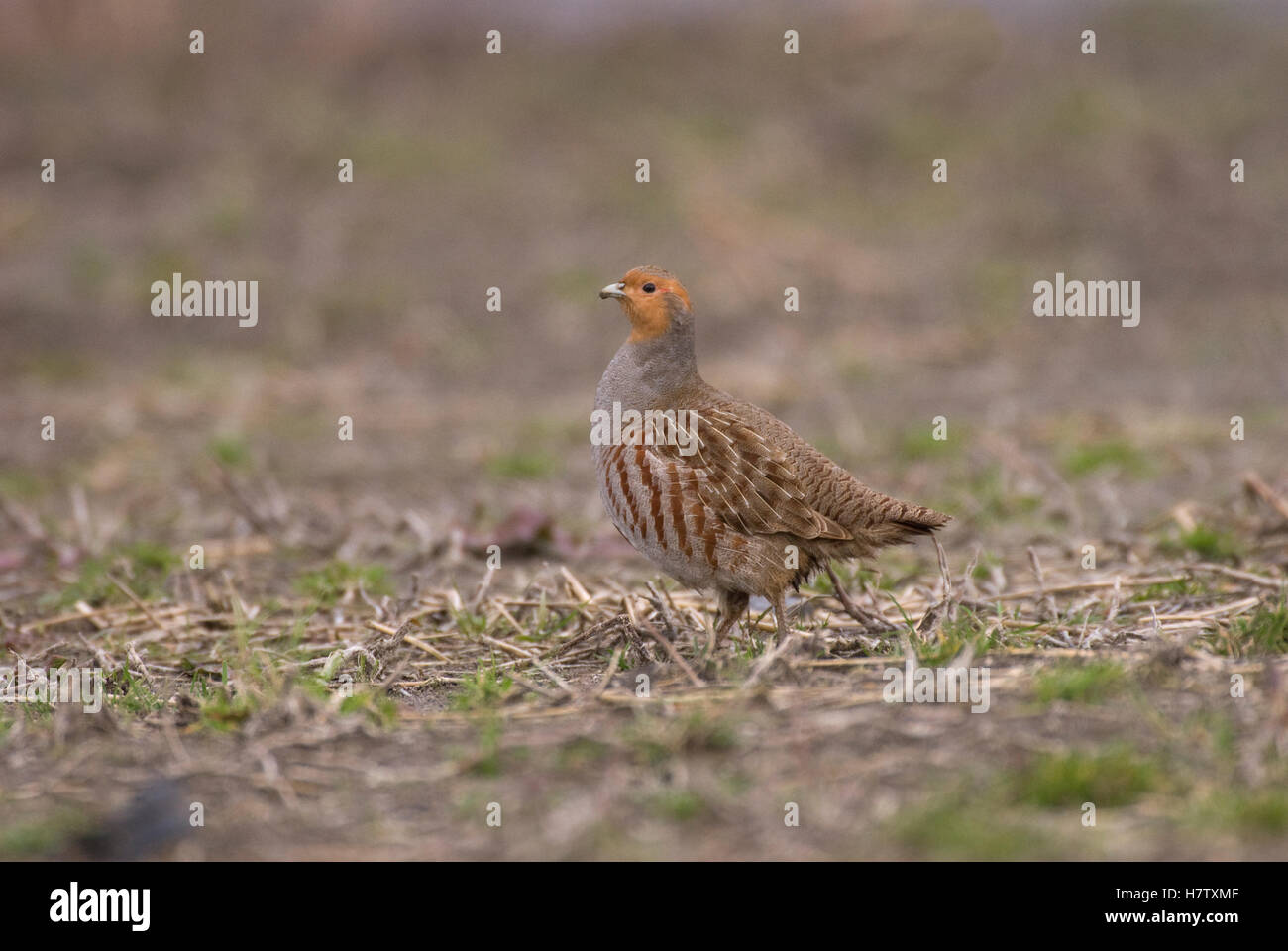 European Partridge (Perdix perdix) male, Utrecht, Netherlands Stock ...