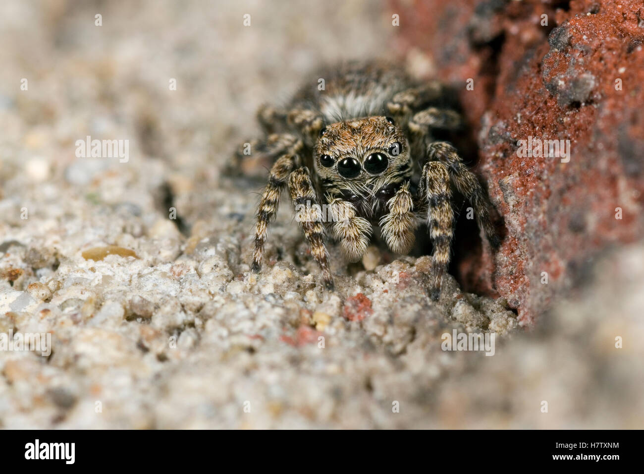 Jumping Spider (Sitticus pubescens) on wall, Thorn, Limburg ...